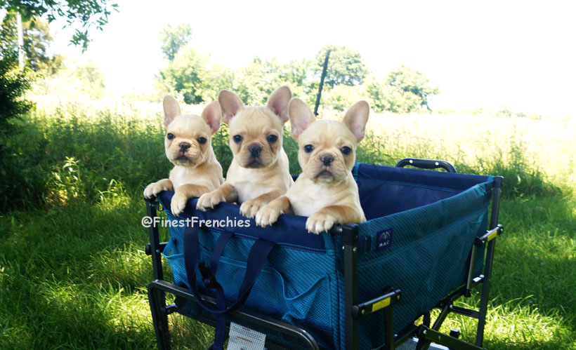 French Bulldog Puppies For Sale – Finest Frenchies
