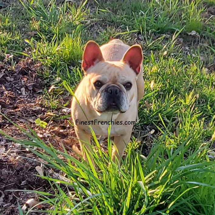 Mommies – Finest Frenchies