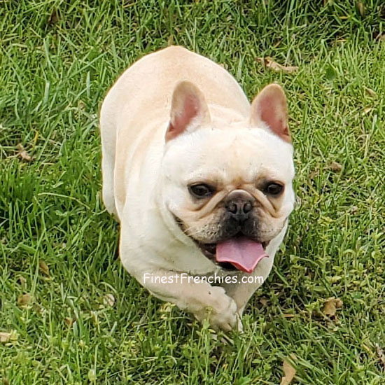 Mommies – Finest Frenchies
