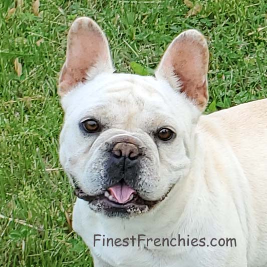 Mommies – Finest Frenchies