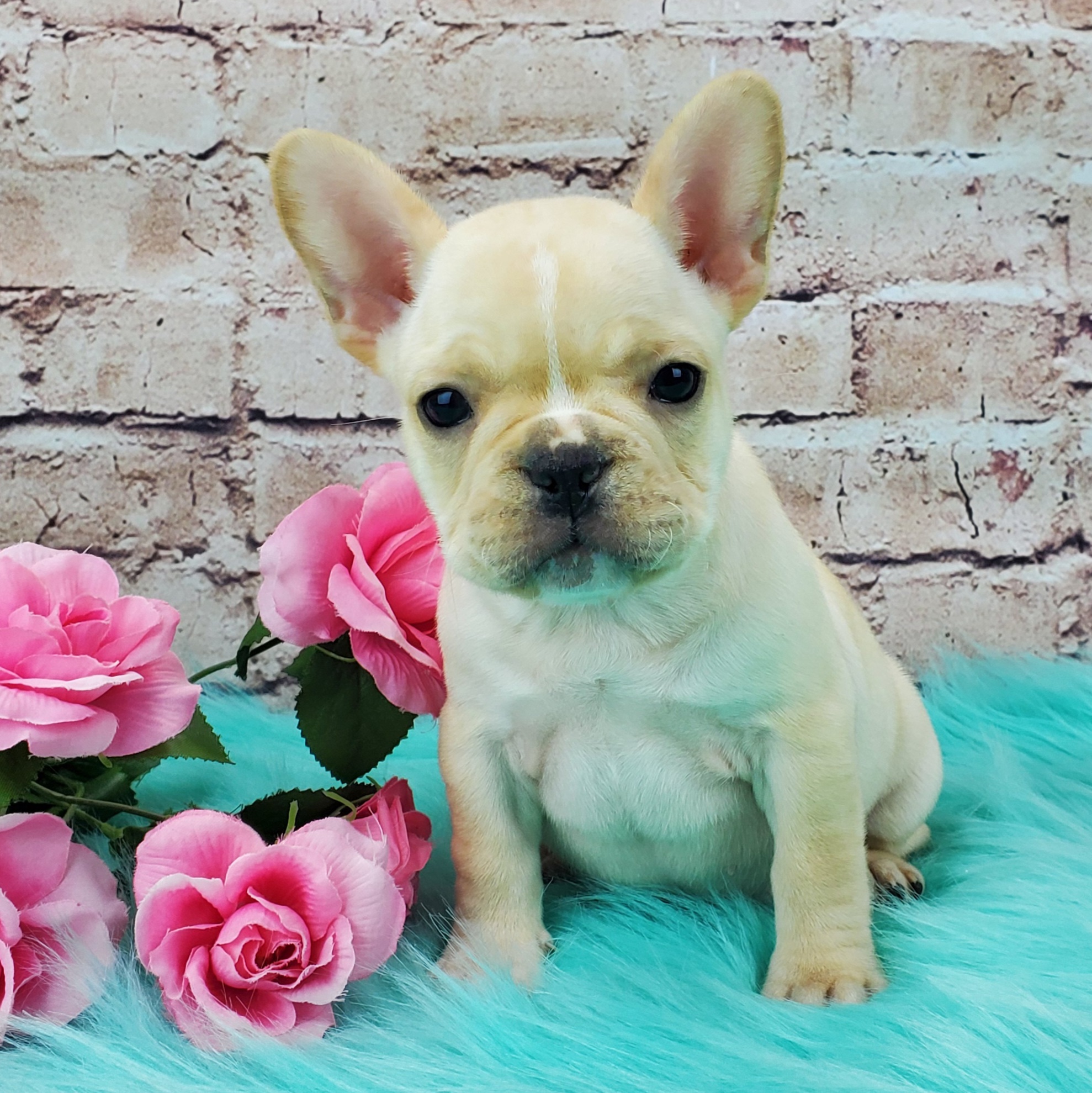French Bulldog Puppies For Sale – Finest Frenchies